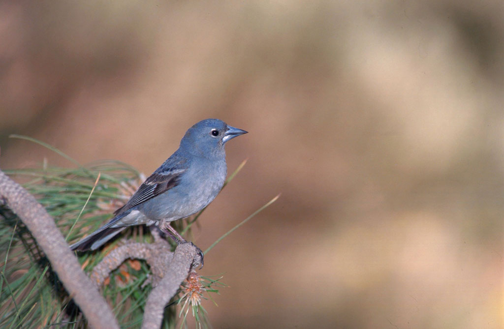 Birdwatching in Tenerife: Where to watch birds on the island