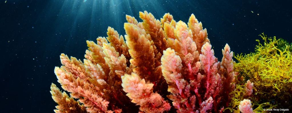 Seaweed Therapy: Benefits of these treatments in Tenerife