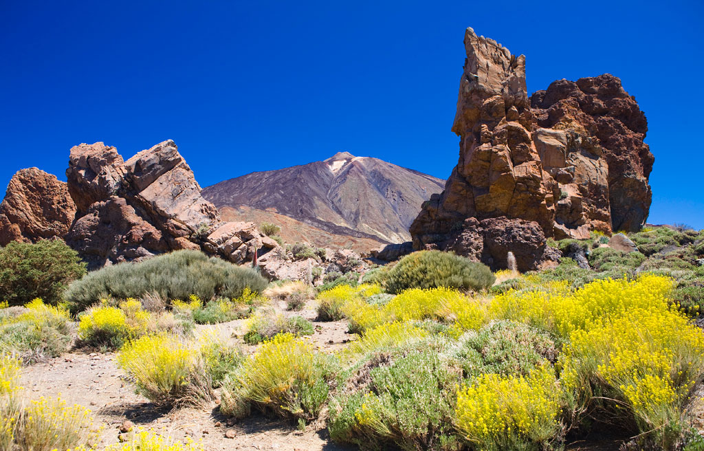 Flora of Teide: Discover the plants of the National Park