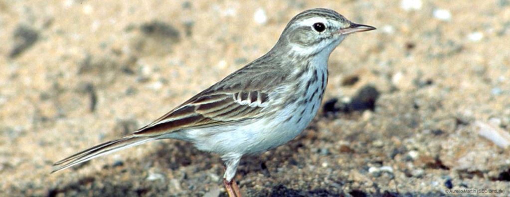 Betherlot's pipits | Animal species | Tenerife