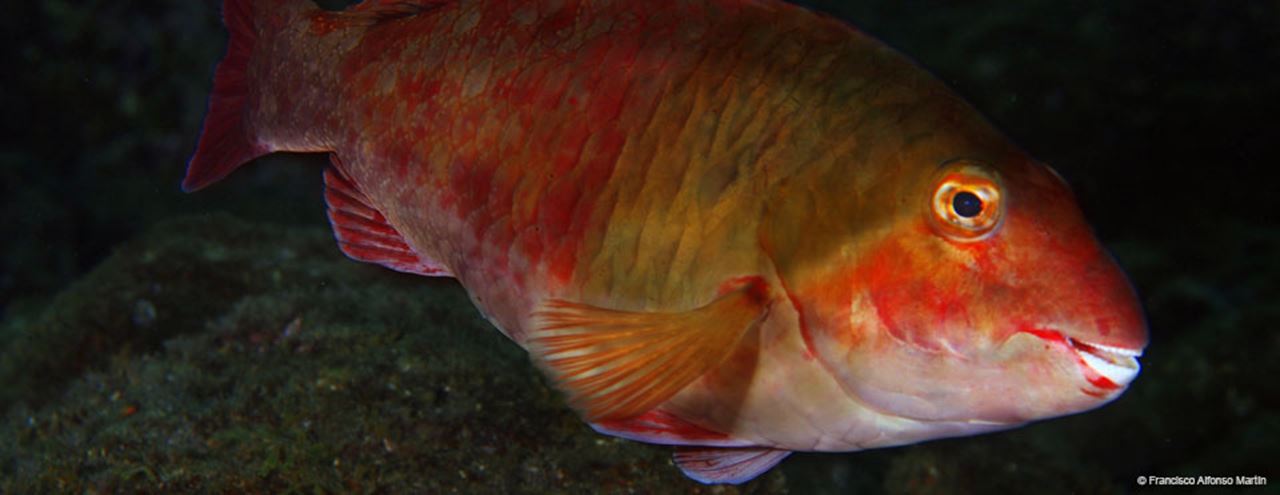 Parrot fish | Animal species | Tenerife