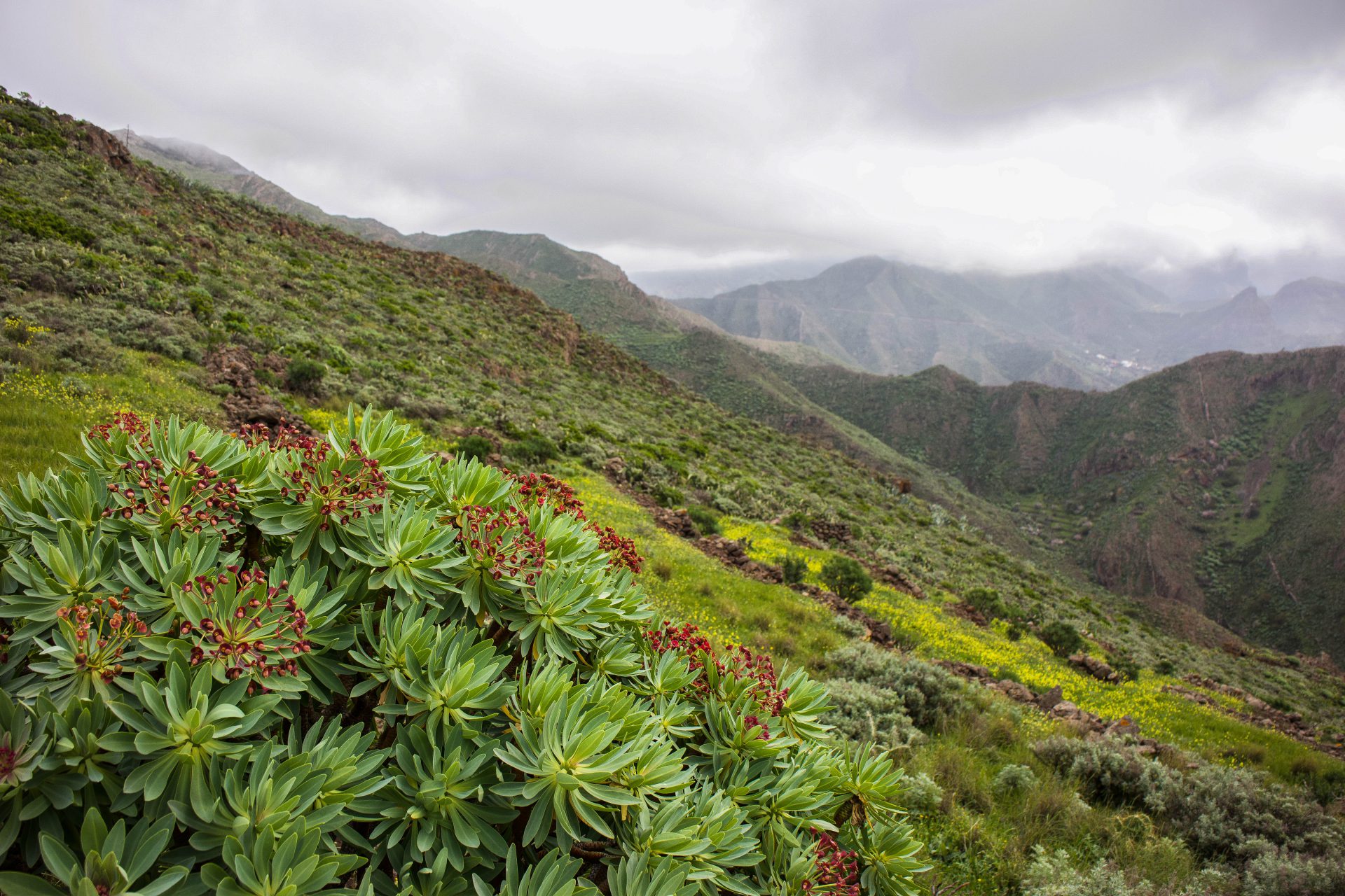 Tenerife in spring, an explosion of life and colour – Tenerife! awakens ...